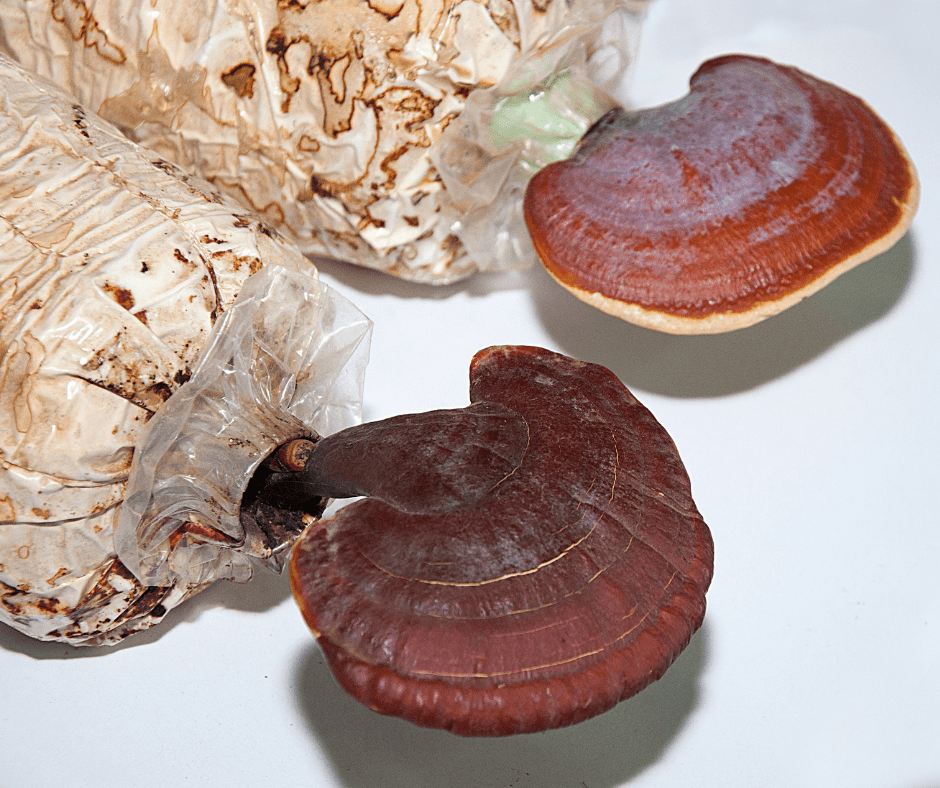 Gyógygombák - Ganoderma Lucidum - Az orvos kezel, a természet gyógyít!